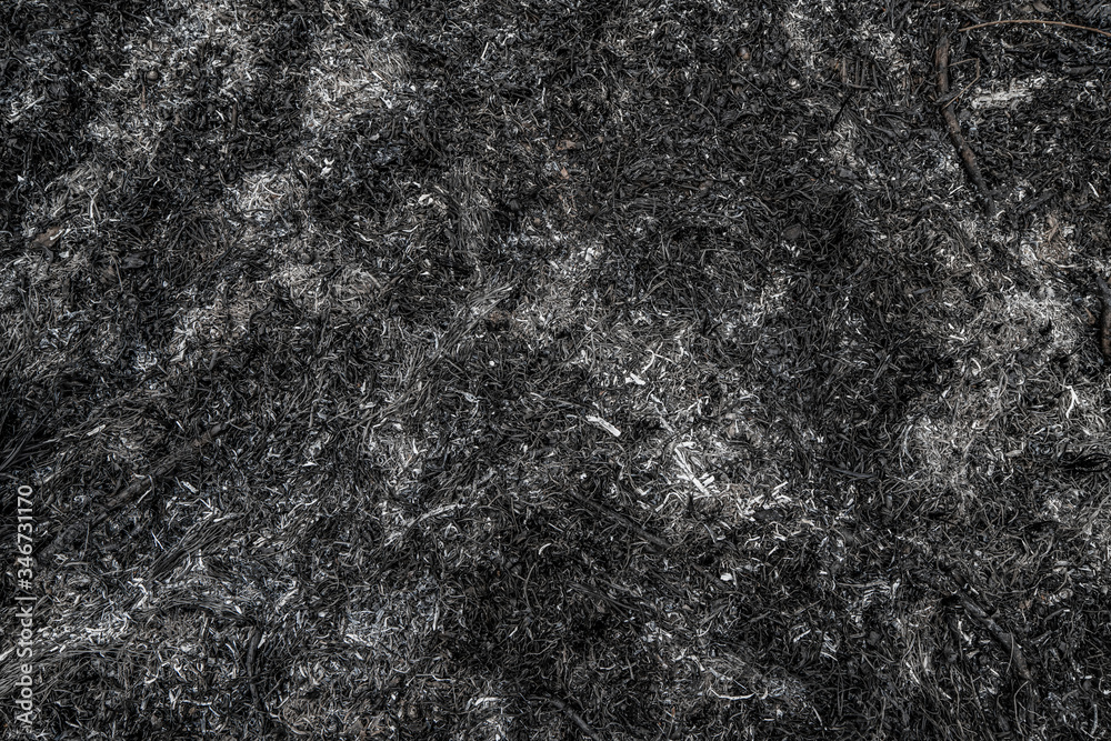 Texture burnt grass. Black background of scorched earth after spring ...