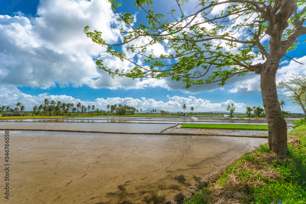 The Sorsogon countryside in Bicol Region. Shot of empty rice fields and ...