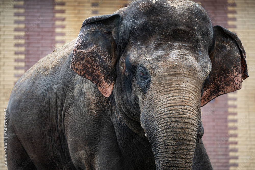 beautiful portrait of an asian elephant on a brick wall background. sad ...