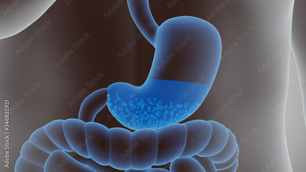 3d illustration of the human digestive system. stomach and guts Stock ...