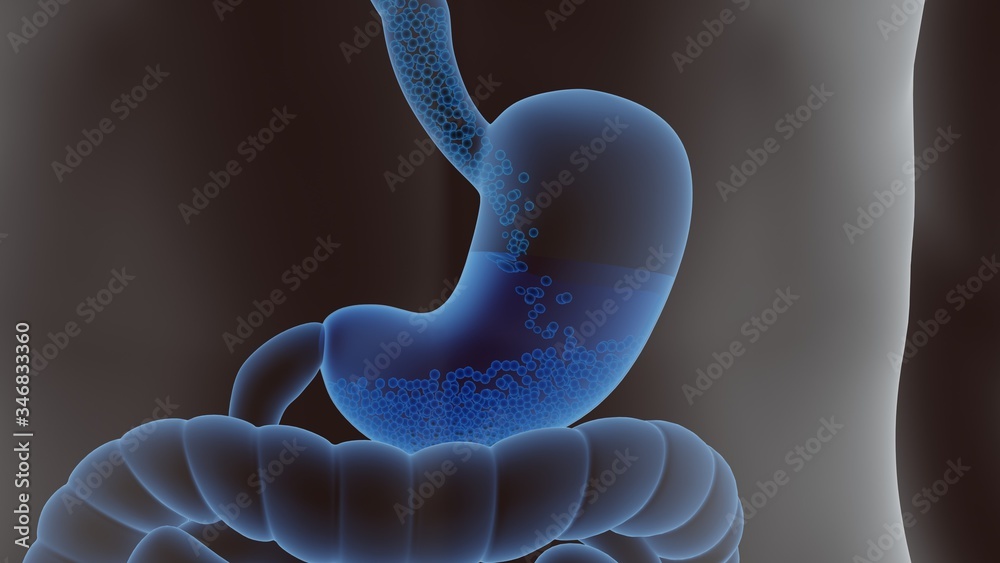 3d illustration of the human digestive system. stomach and guts Stock ...