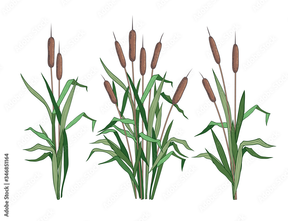 Cattail Clipart