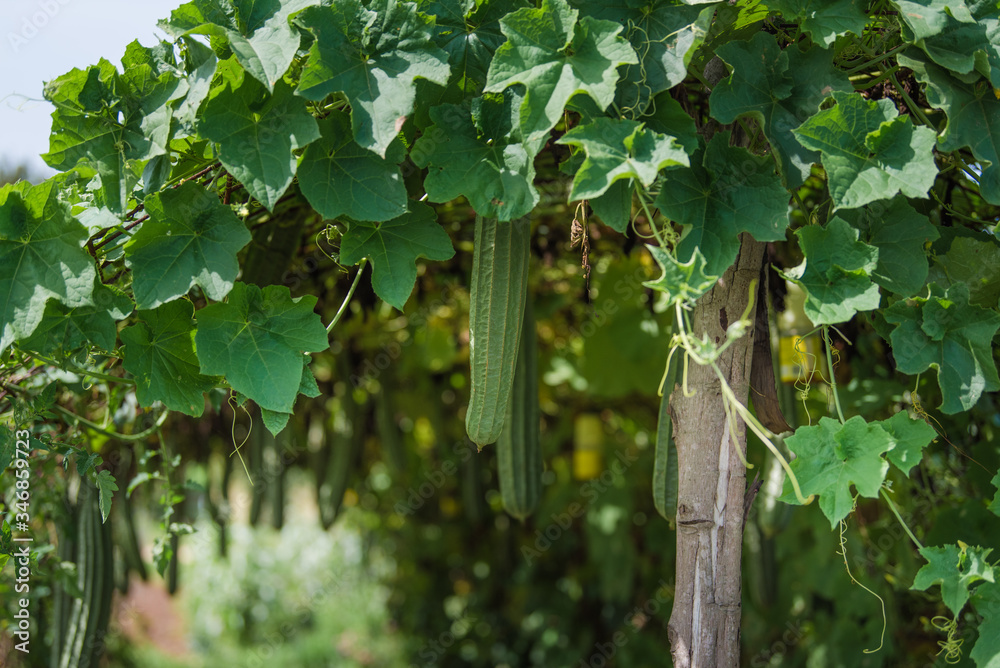 loofah plant vine with hanging loofah Stock Photo | Adobe Stock