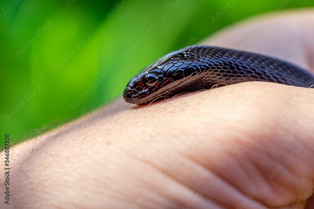 The Mexican black kingsnake (Lampropeltis getula nigrita) is part of ...