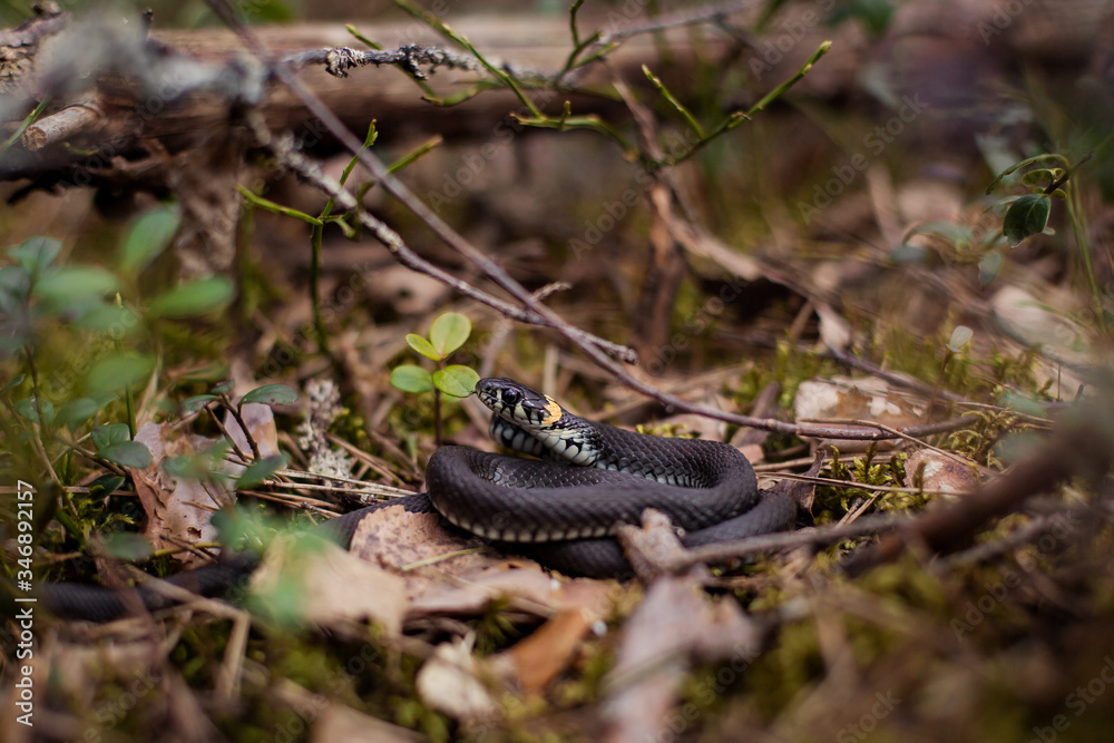 Natrix natrix snake in the forest. A harmless reptile. Wild snake Stock ...