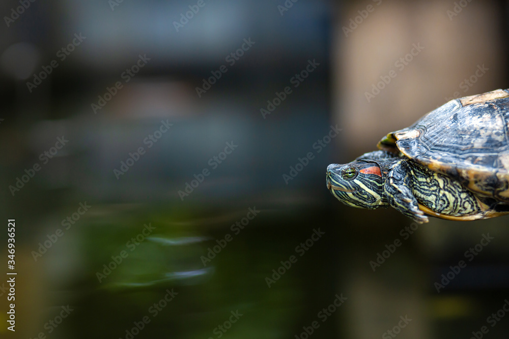 Red Eared Terrapin - Trachemys scripta elegans. Red eared slider turtle ...