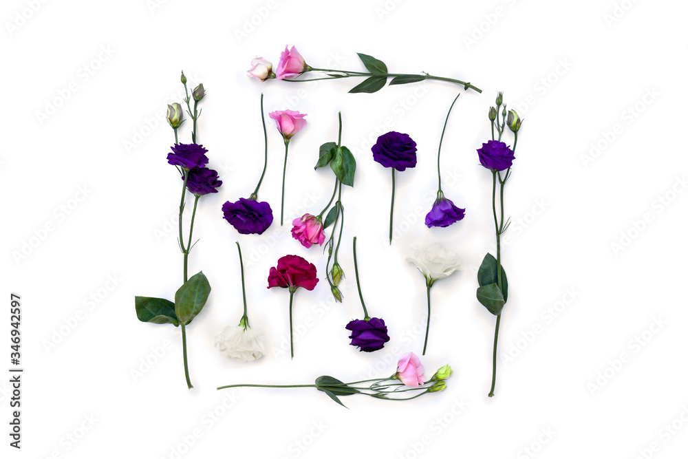 Frame of violet, white, pink flowers Eustoma ( Texas bluebells ...