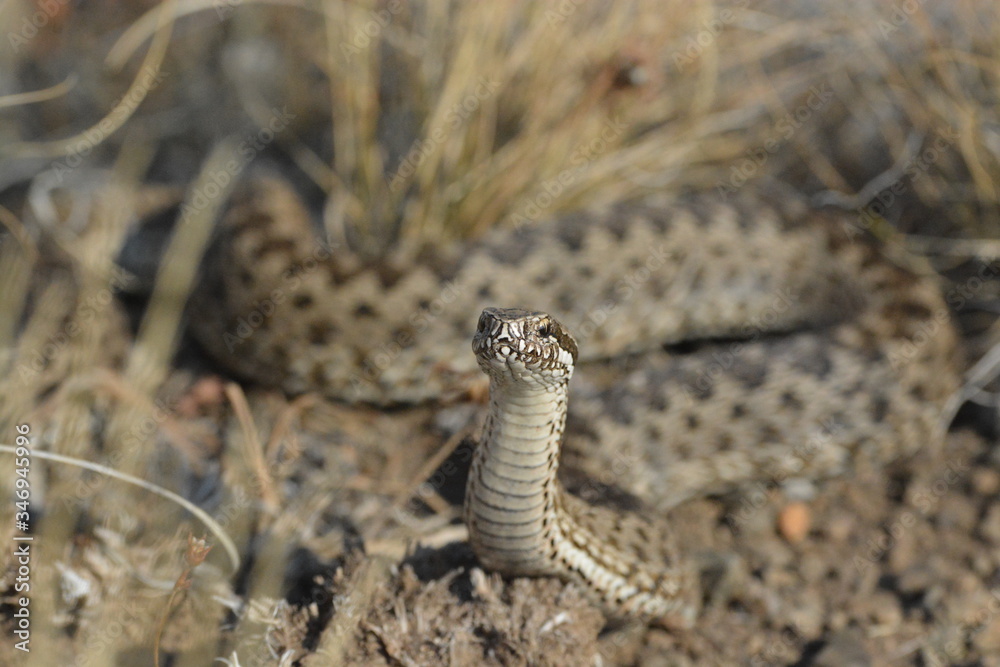 The steppe Viper or Western steppe Viper (Vipera ursinii) is a species ...