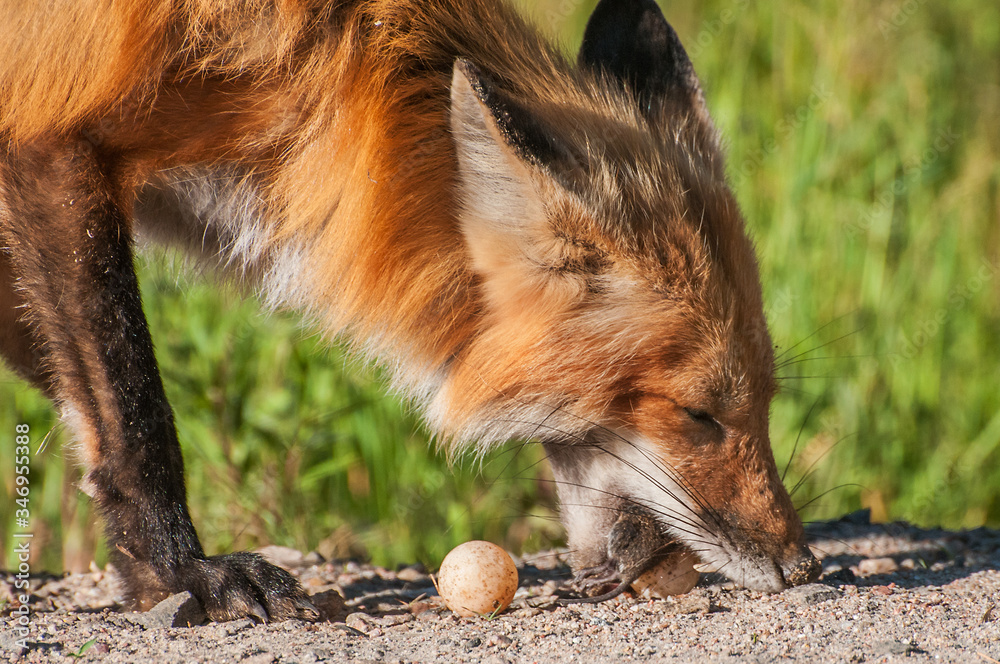 Red Fox carrying food in its mouth for its young. Stock Photo | Adobe Stock