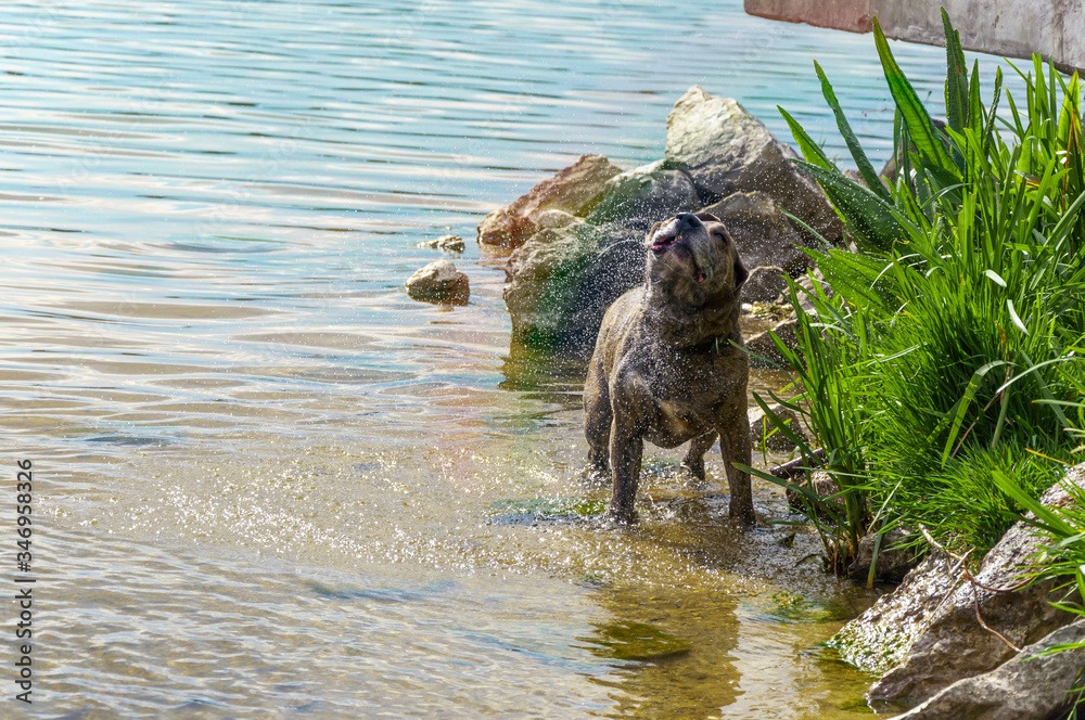 dog taking water treatments and shaking drops of water by the lake on a ...