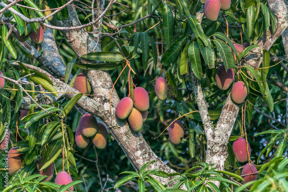 beautiful mango tree full of mangoes Stock Photo | Adobe Stock
