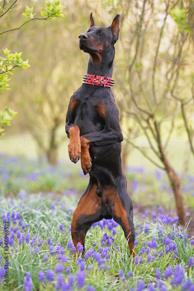 Black and tan Doberman dog with cropped ears standing up on its back ...