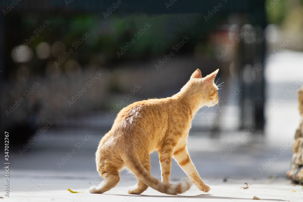 Cat Walking Back View