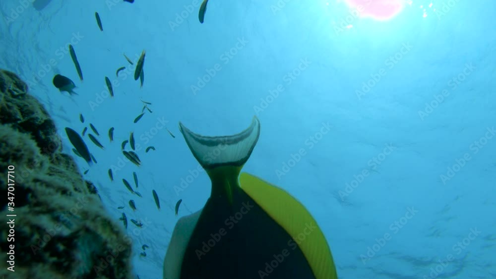 Underwater, bottom up beautiful view of colorful small tropical fish ...