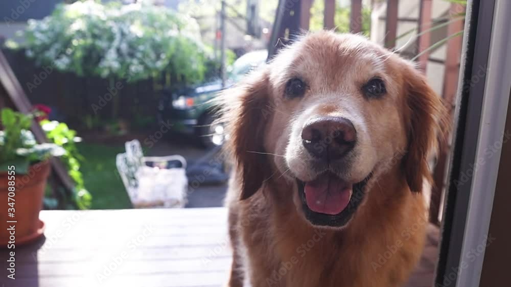 Slow motion Golden retriever dog wagging his tail outside with a smile ...