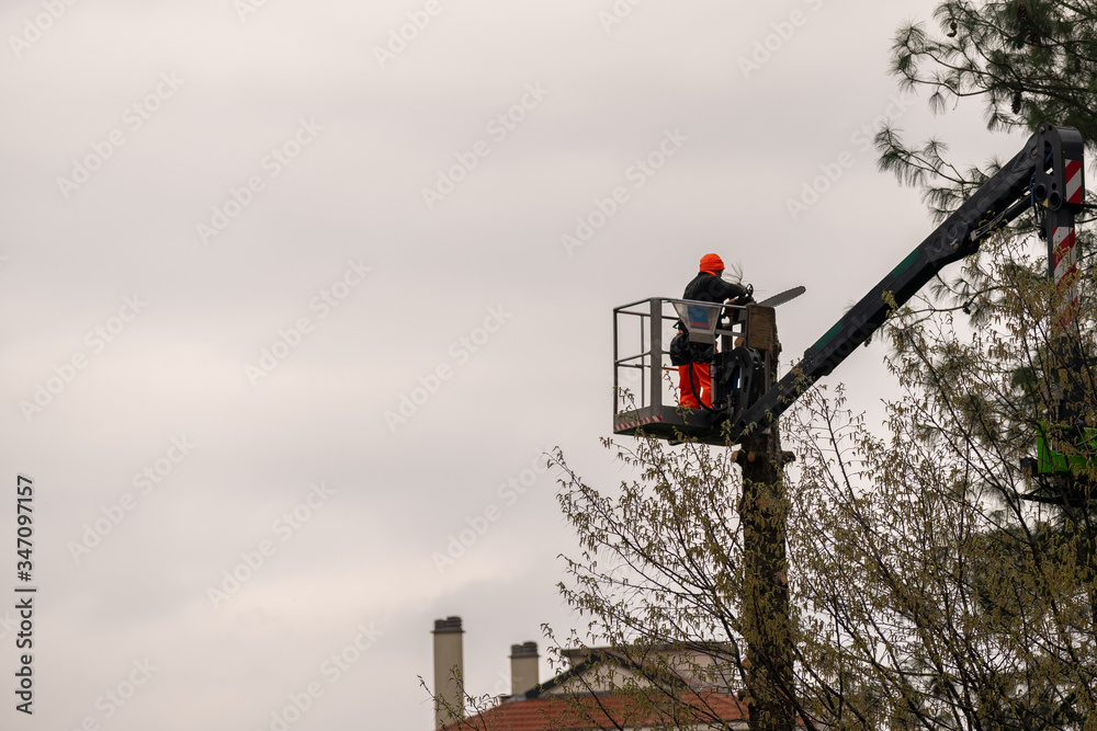 Worker with chainsaw pruning trees, a man at high altitude on lift with ...