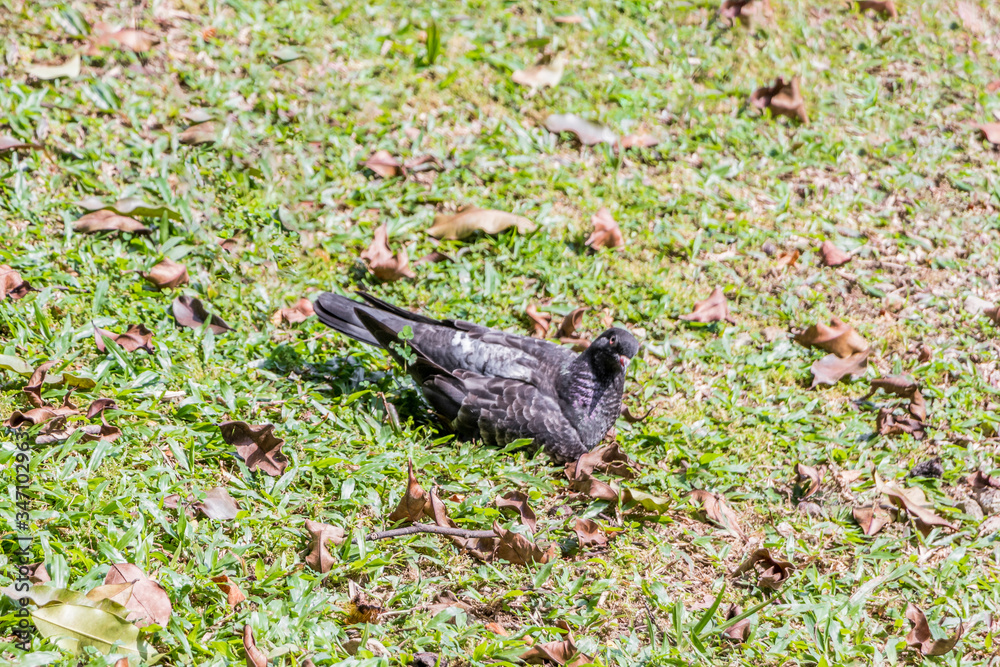 Angry birds. Angry asian glossy starling is watching me, Malaysia ...
