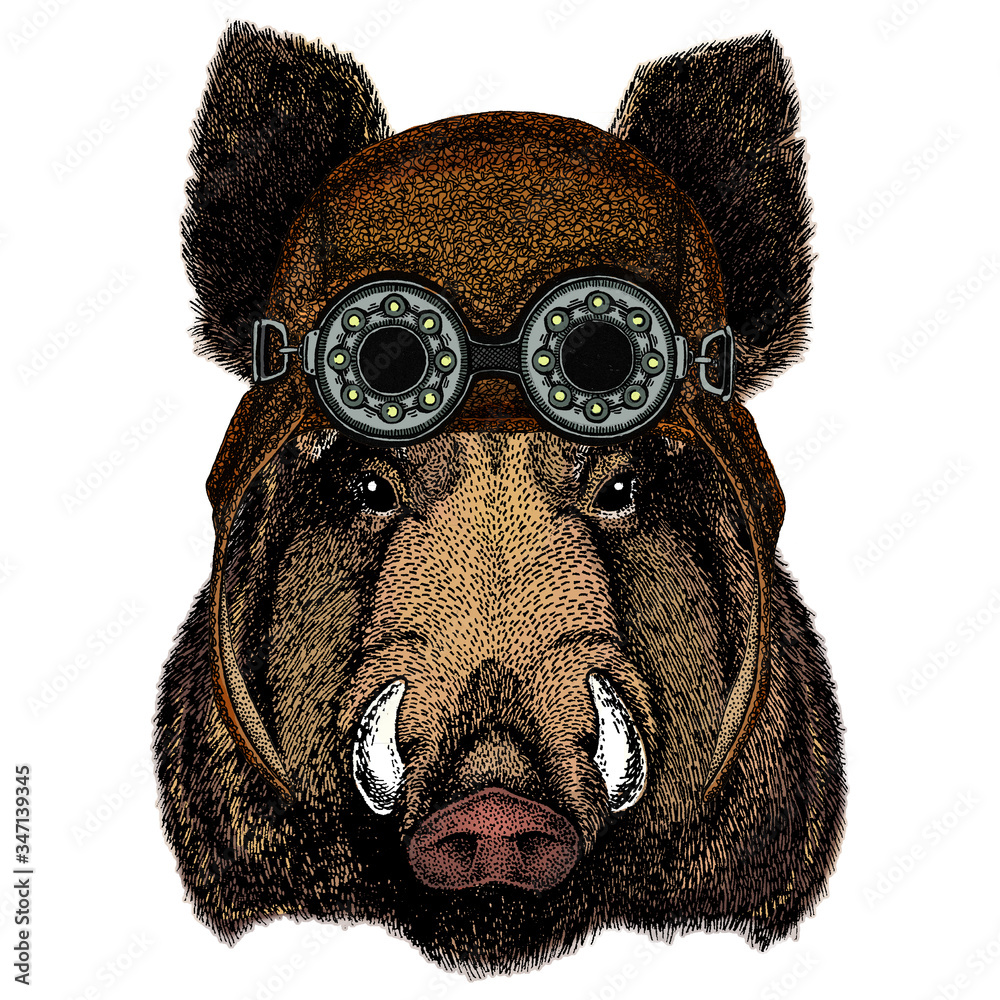 Portrait of wild hog, boar, pig. Face of brave animal. Aviator flying ...