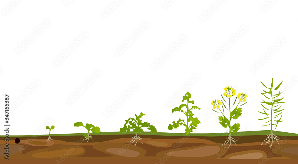 Rapeseed Brassica Napus Oilseed Rape Growth Stages - Vector ...
