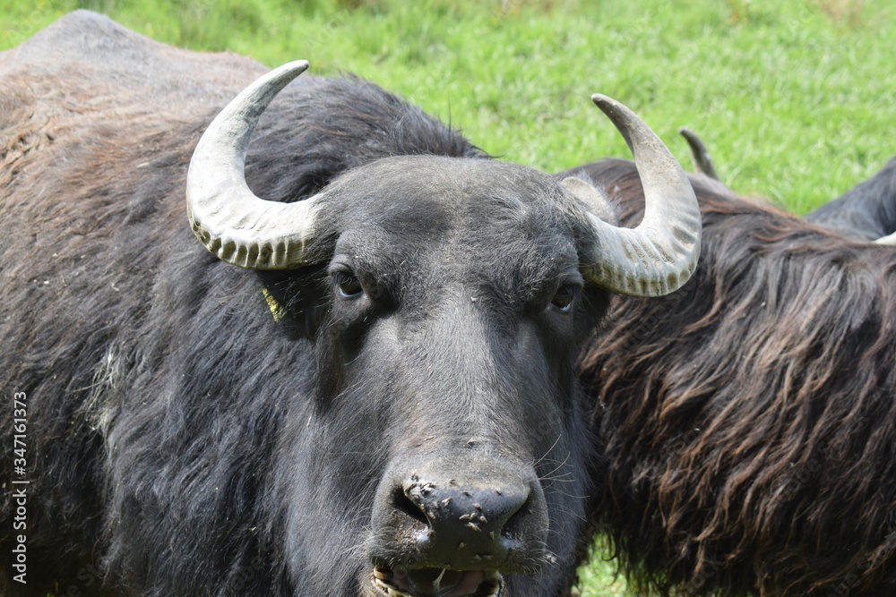 Büffel im Sumpf Stock Photo | Adobe Stock