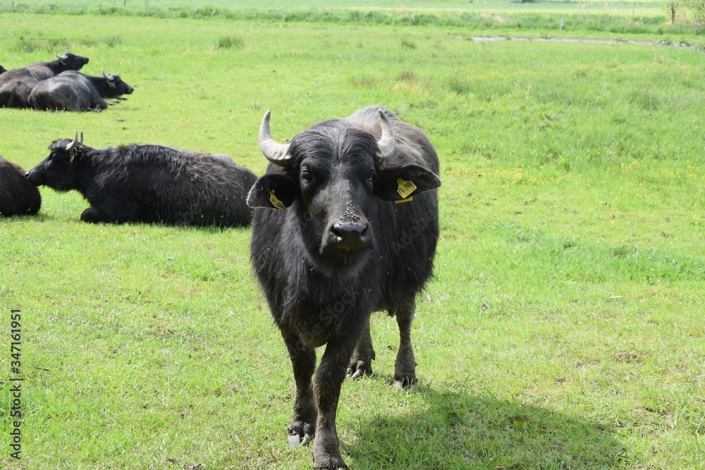 Büffel im Sumpf Stock Photo | Adobe Stock