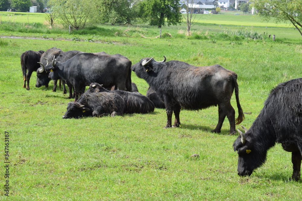 Büffel im Sumpf Stock Photo | Adobe Stock