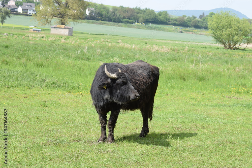 Büffel im Sumpf Stock Photo | Adobe Stock