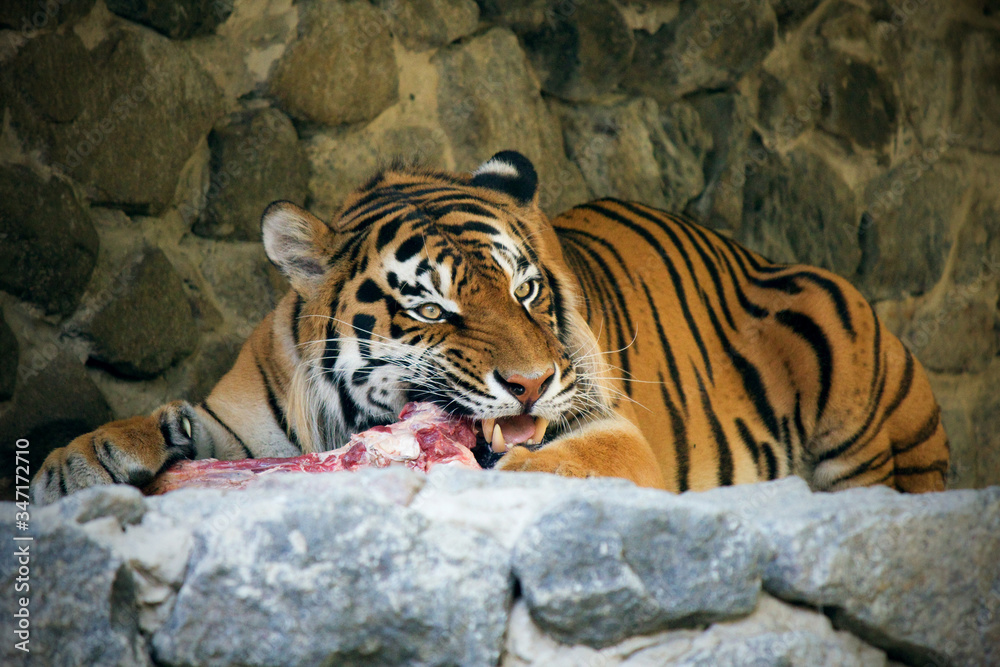 Hungry tiger eating meat Stock Photo | Adobe Stock