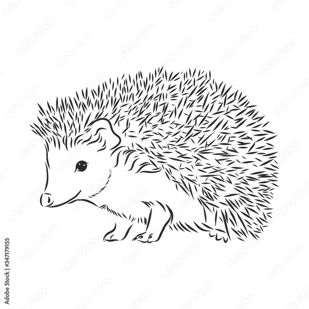 Hedgehog sketch drawing isolated on white background, hedgehog, vector ...