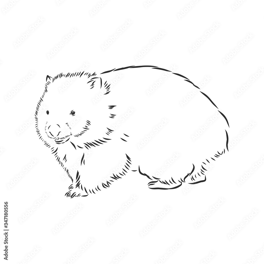 Wombat Drawing Outline