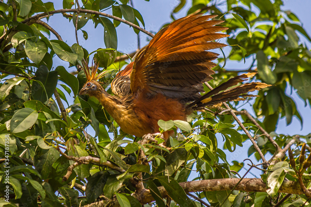 The hoatzin (Opisthocomus hoazin), also known as the reptile or skunk ...