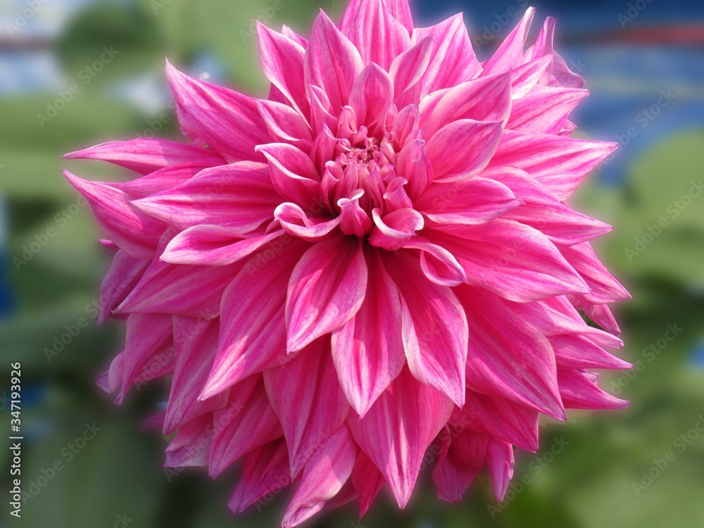 Flower (Dihlia) image, These flower are very popular and economical of ...