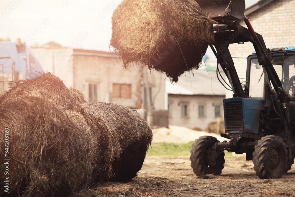 Tractor loader unloading machine with hay to feed cows and horses on ...
