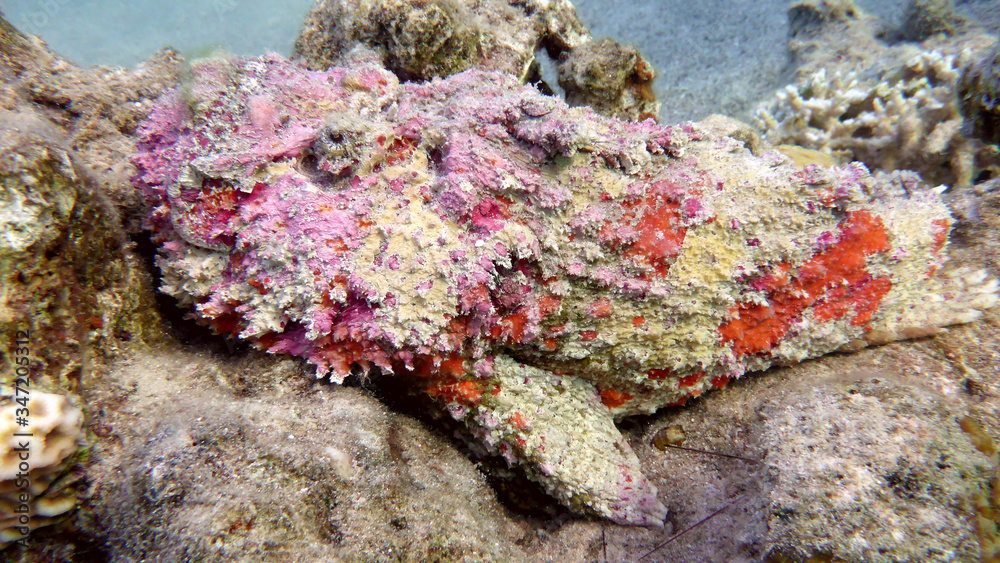 Pink reef Stonefish (Synanceia verrucosa) in the Red Sea, Eilat, Israel ...