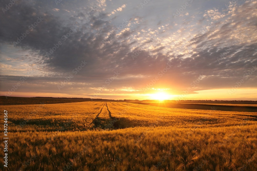 Spring sunrise field grain landscape sun morning sunrise sunset Nature ...