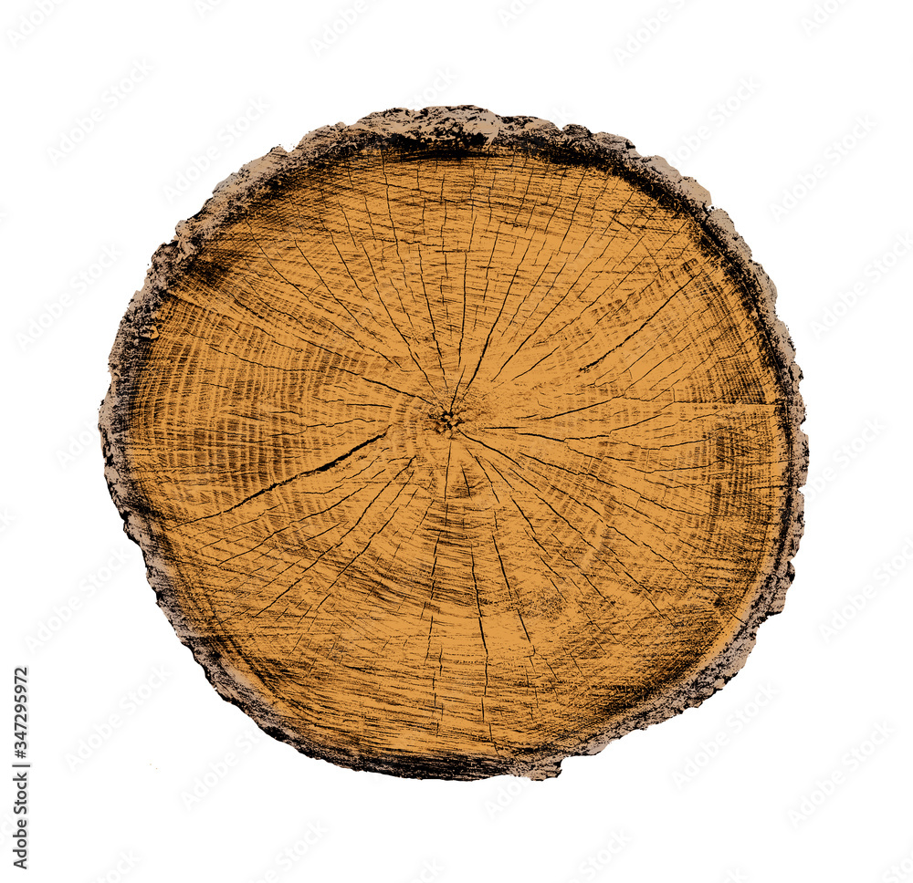 Natural vintage wood tree rings textured background. End grain of tree ...