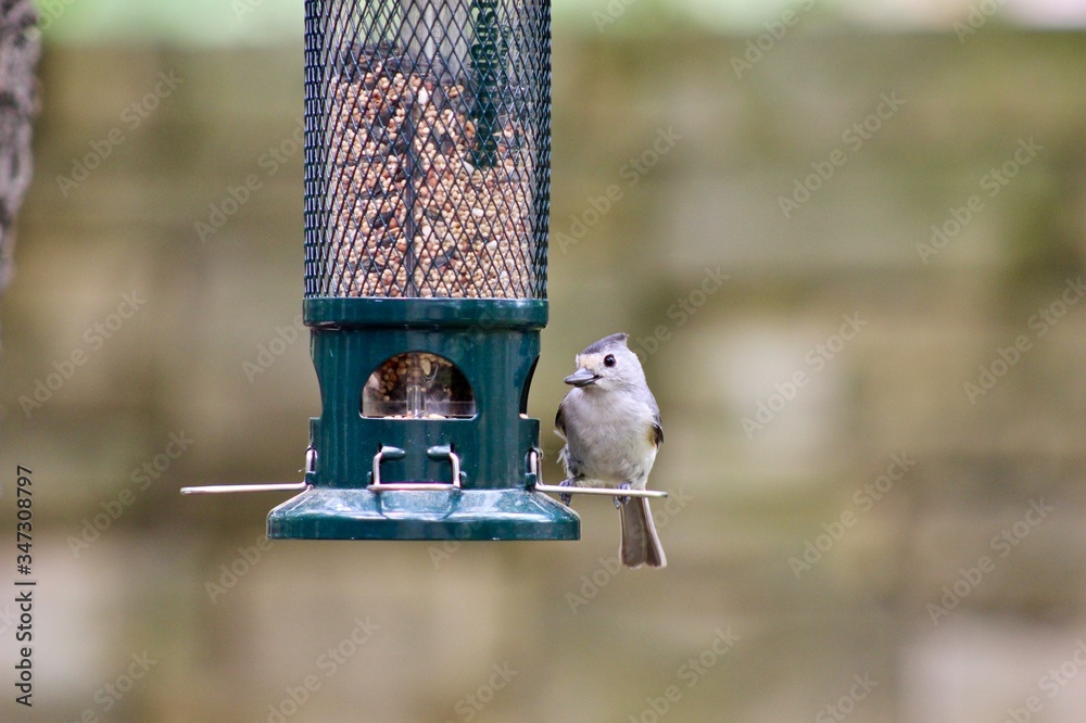 Tufted Titmouse bird on backyard bird feeder, holdsing seed in mouth ...