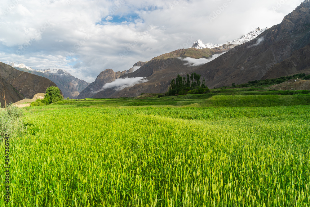 Rice paddy in Askole village in summer season, K2 base camp trekking ...