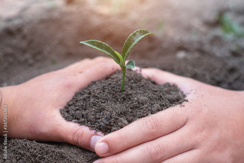 Environment Day Trees that grow from fertile soil and hands are about ...