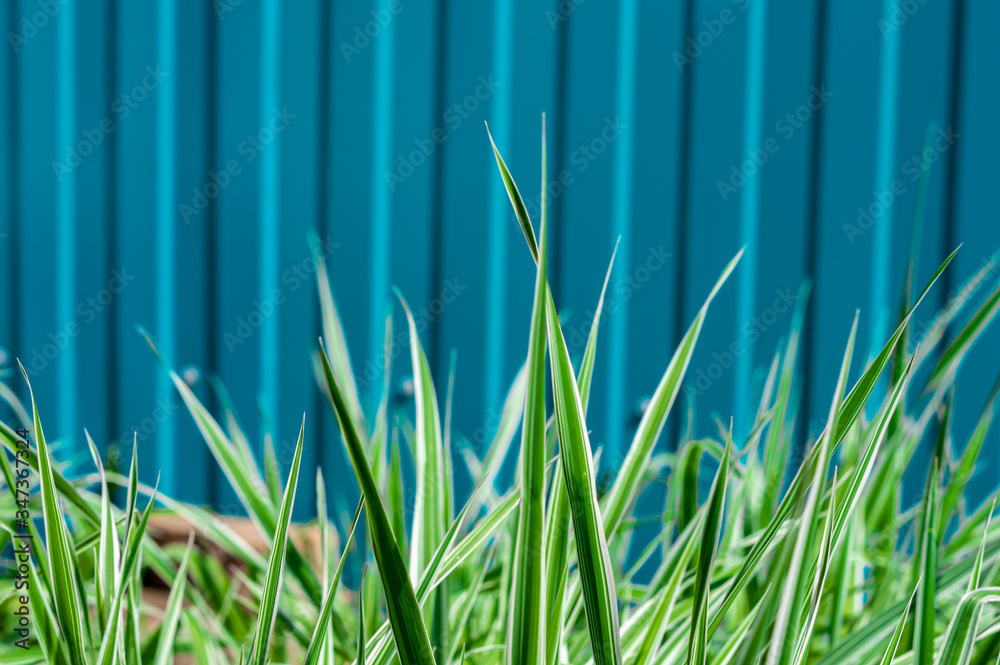 Green grass with white stripes on the background of turquoise siding ...