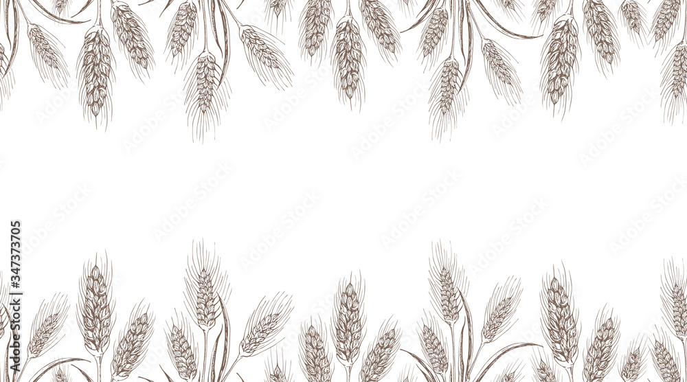 seamless wheat or barley background isolated on white. hand drawn ...