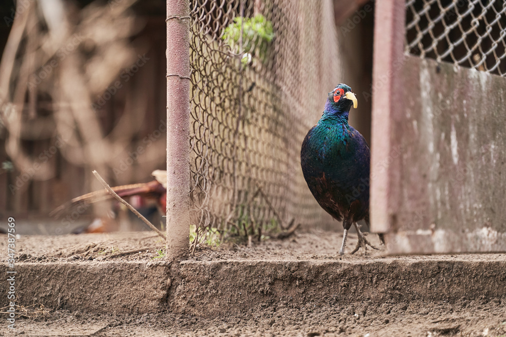 Male melanistic mutant common pheasant on the bird breeding farm. It is ...