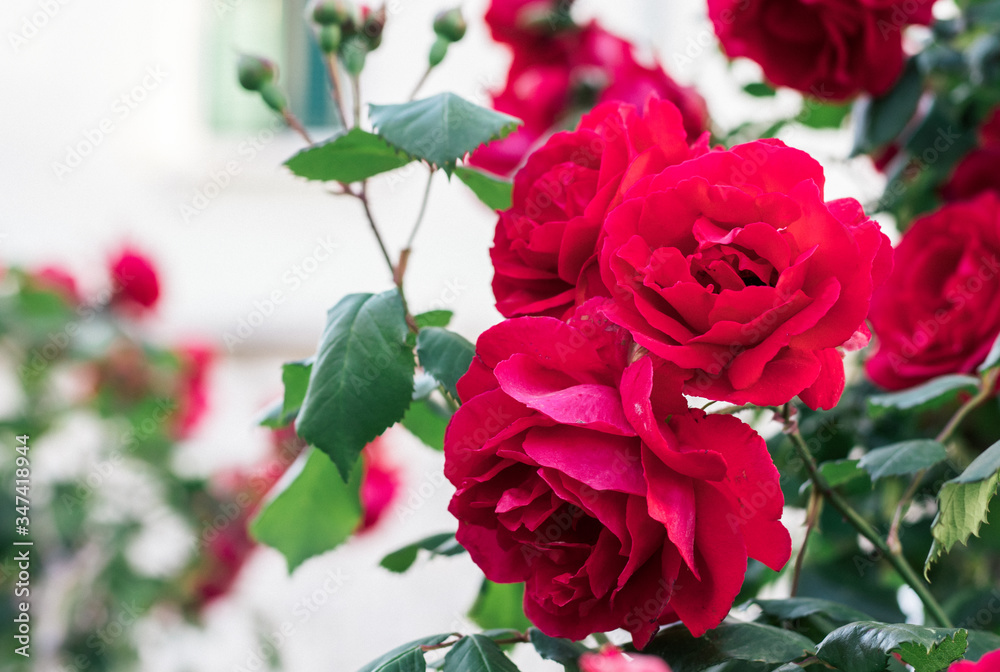Beautiful multiple red rose flowers in a garden Stock Photo | Adobe Stock