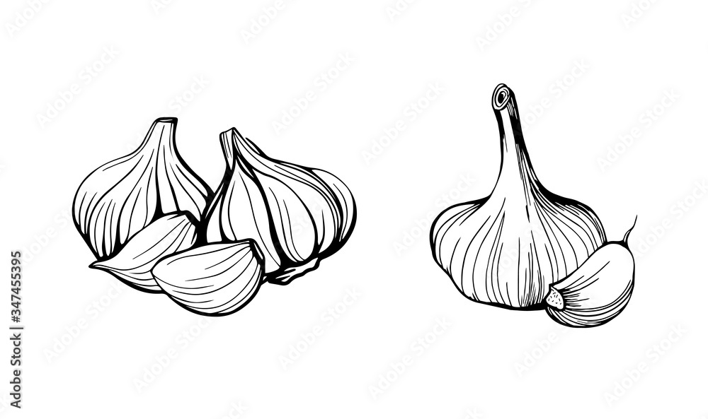 garlic isolated on white background. Set of garlic. Strengthening the ...