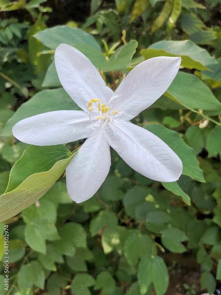 Beautiful White Butterfly Tree Flower. This plant used for ayurvedic ...
