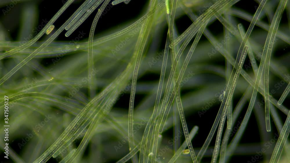 Green algae of the cyanobacteria Oscillatoria under the microscope, the ...