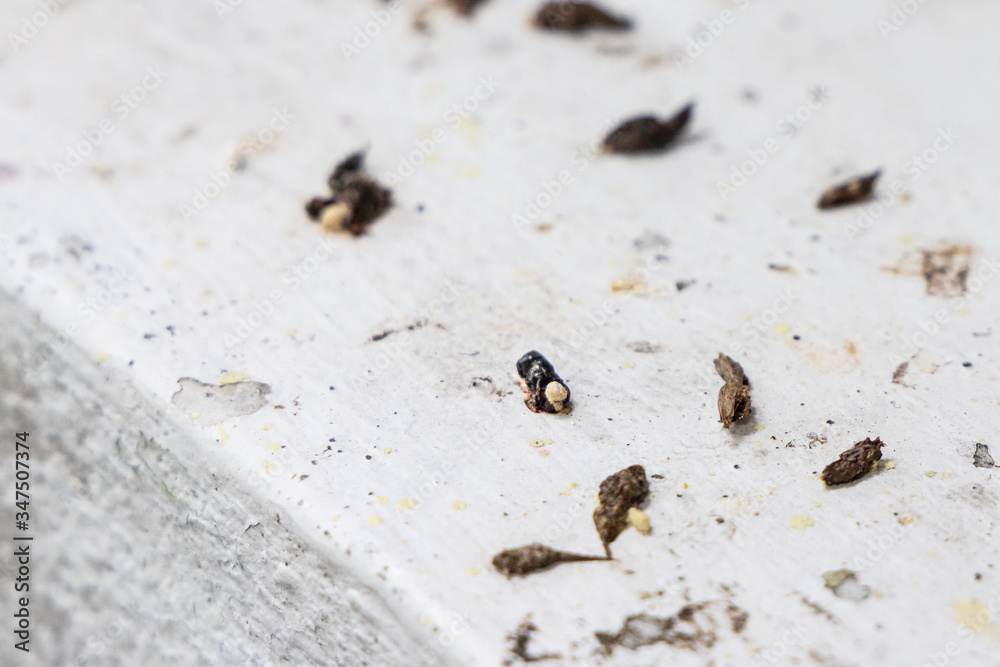 Unhygienic droppings shit feces excreted by house lizards on surface ...