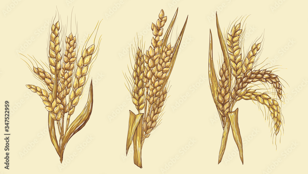 Barley Grain Drawing