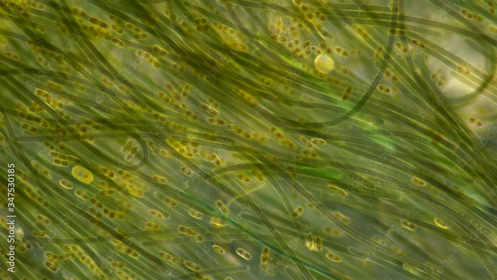 Green algae of the cyanobacteria Oscillatoria under the microscope, the ...