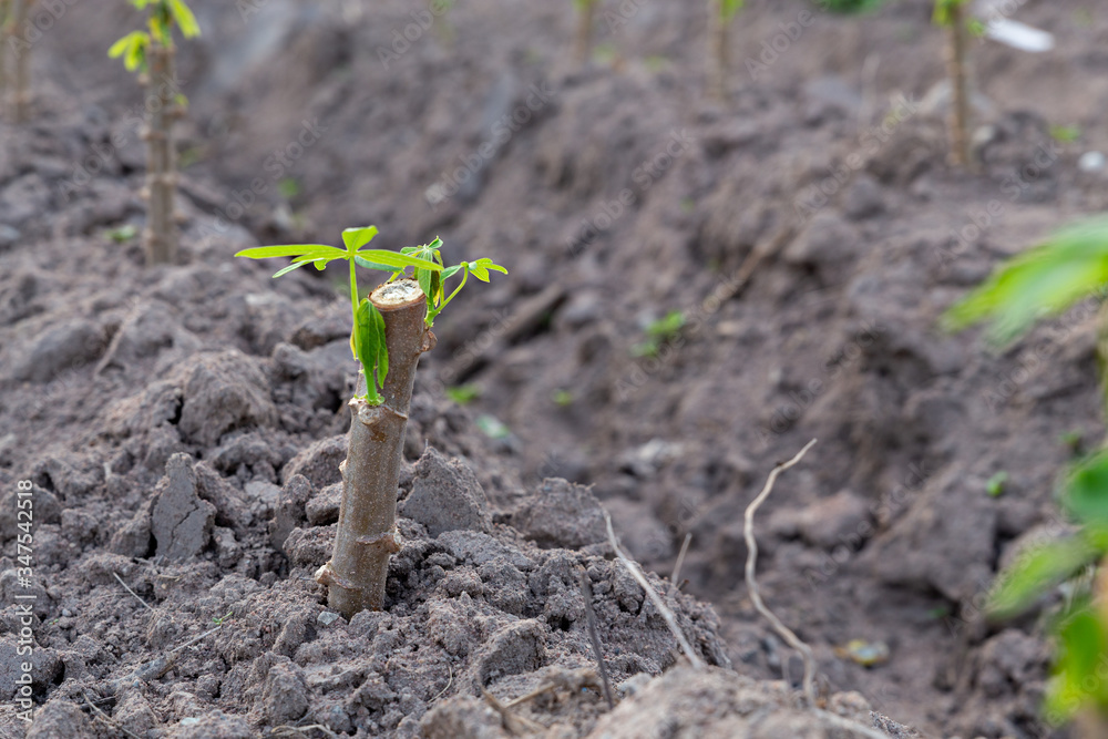 Tapioca fields on natural background, Grow cassava, Season of planting ...